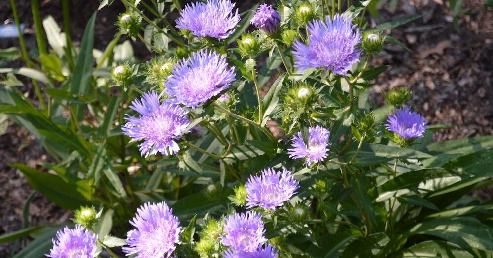 Native plants: Stokes Aster can take the summer heat | Times Georgian ...