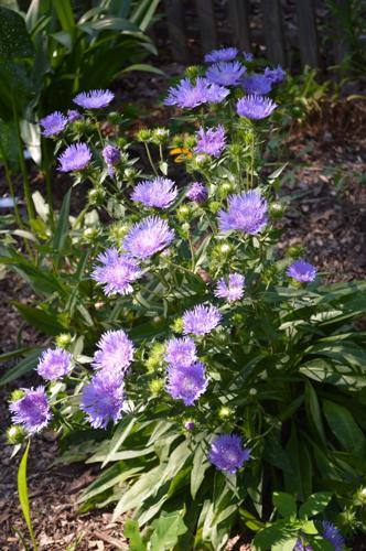 Native plants: Stokes Aster can take the summer heat | Times Georgian ...