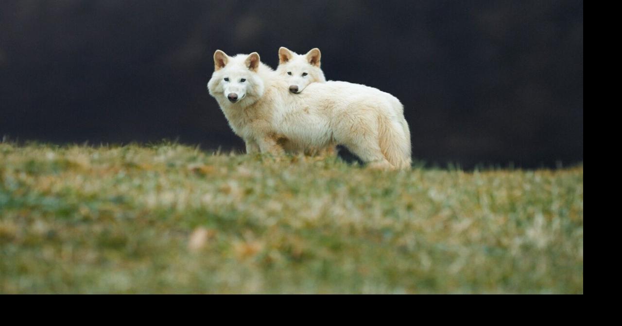 UWG professor weighs in on viral 'dire wolves' | | times-georgian.com