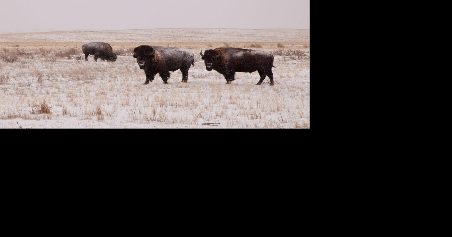 Missoula group appeals BLM move on northeastern Montana bison ...