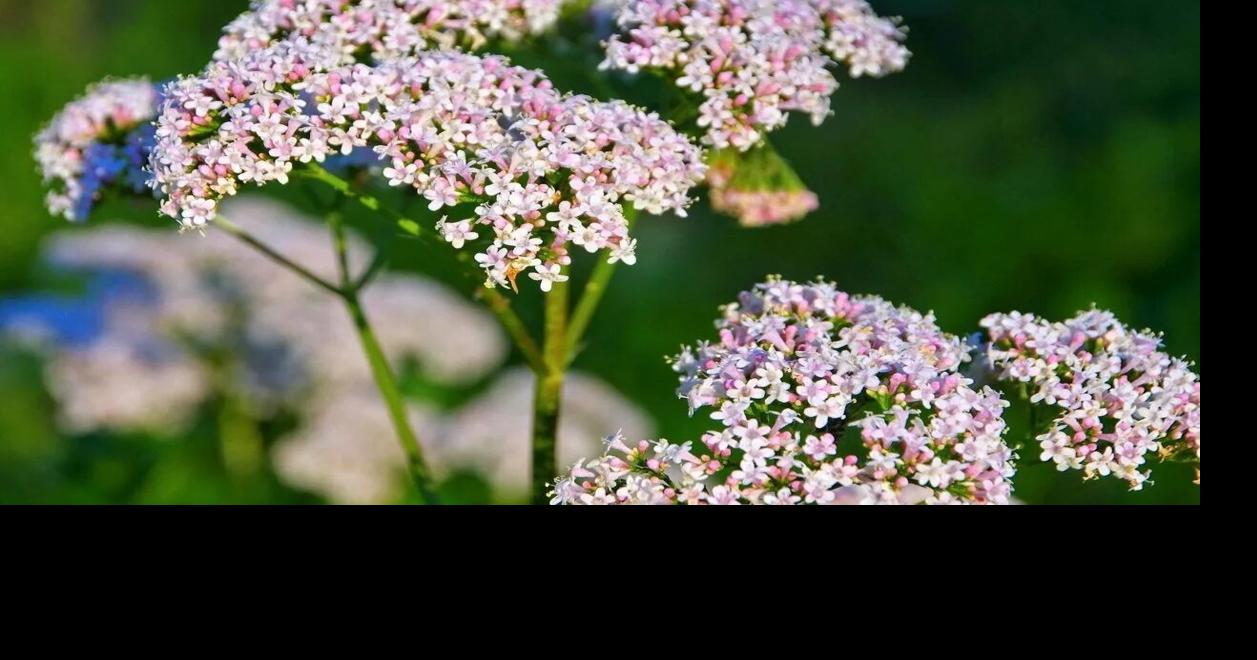 Ask a Master Gardener: Valerian an old-world herb finding new roots in ...
