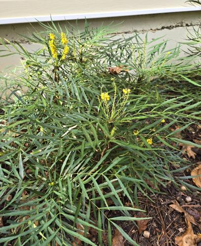 Ask a Master Gardener: What can you tell me about Soft Caress Mahonia ...