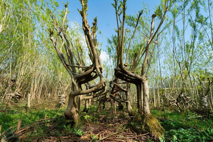 ‘Furniture orchard’ grows trees into chairs | National | times-georgian.com