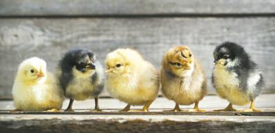 Baby Chicks: Choosing the Right Ones for You | News | times-online.com