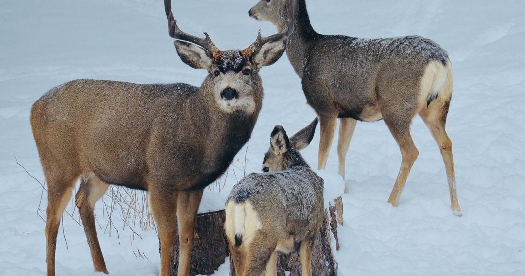 NDGF: 2021 Deer Season Summarized | Sports | times-online.com