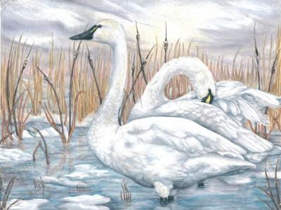 VCHS Duck Stamp 2023 Winners Announced | News | times-online.com