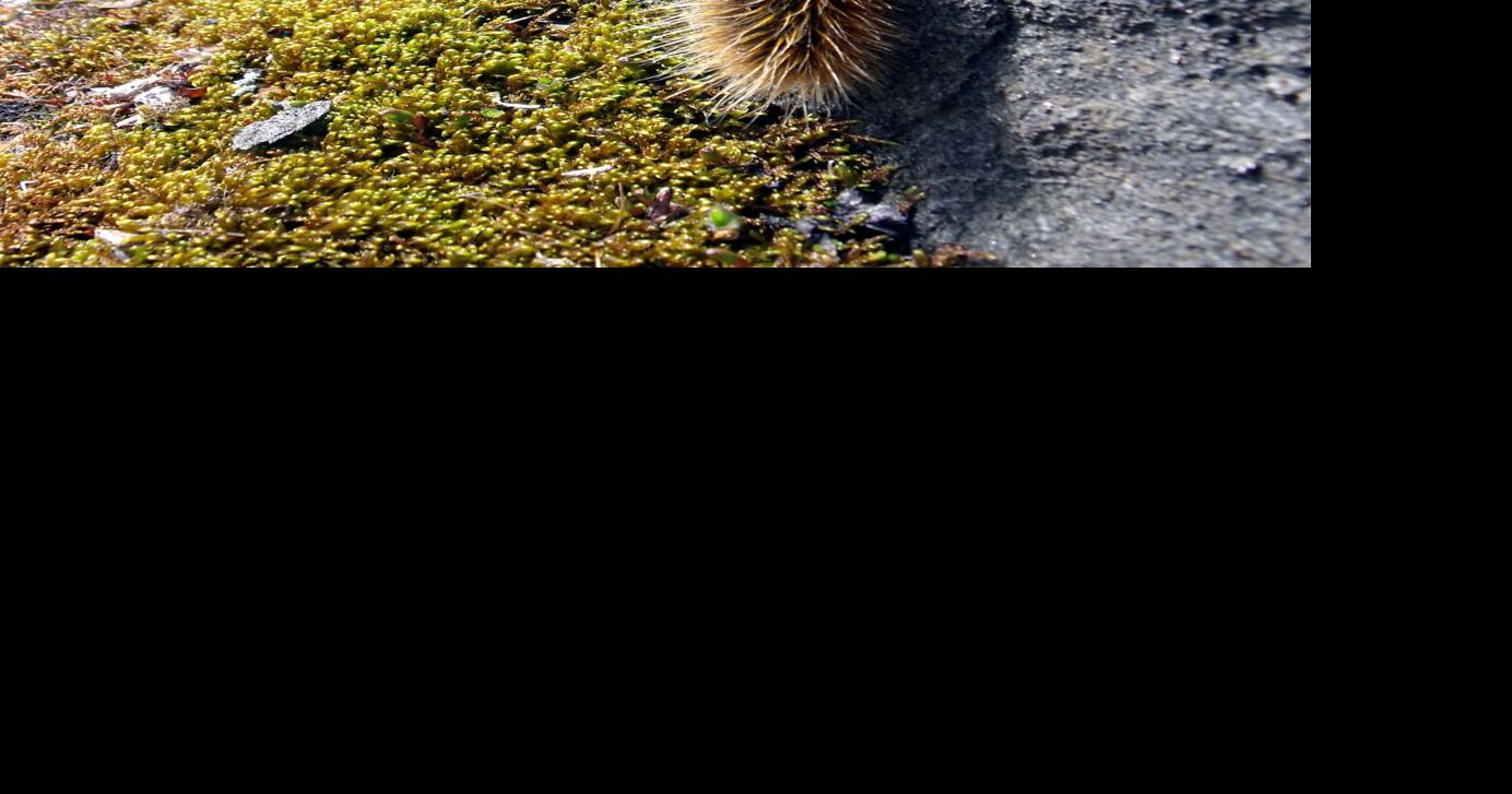 How Do Insects Survive Winter? | News | times-online.com