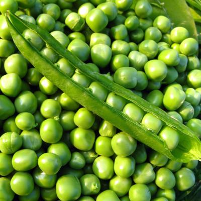 Dakota Gardener: The best peas for North Dakota | News | times-online.com