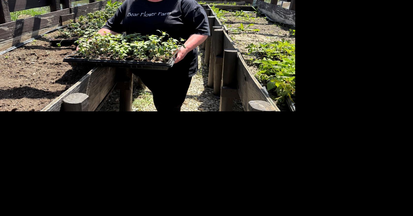 Getting ready to bloom: Bear Flower Farm gearing up for the season ...