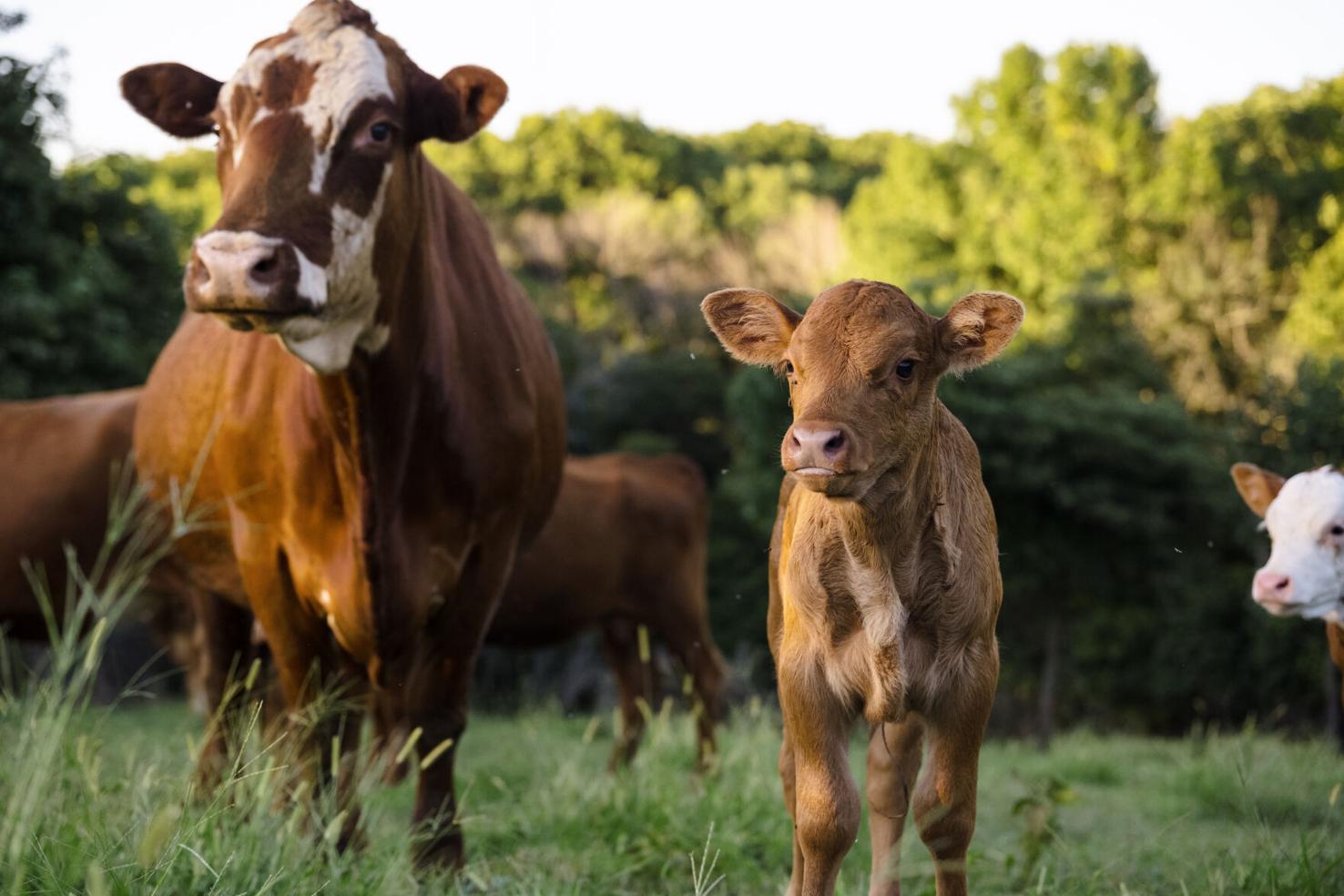 Breed Back Better workshop in Hampton | News | timescitizen.com