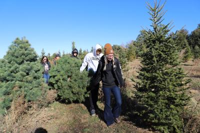 Perfect weather to select a Christmas tree | News | timescitizen.com