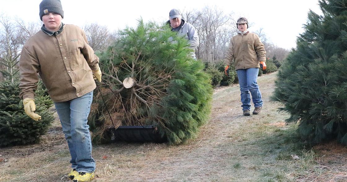 Growing holiday memories at Dillon Tree Farm | News | timescitizen.com