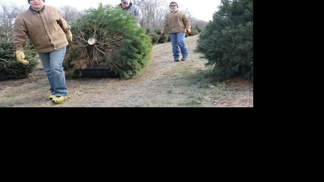 Growing holiday memories at Dillon Tree Farm | News | timescitizen.com