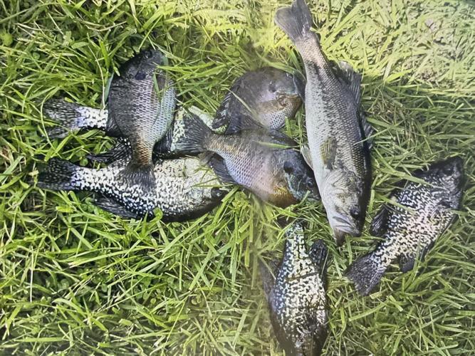 Throssel: A fish story as old as the ages | Opinion | timescitizen.com