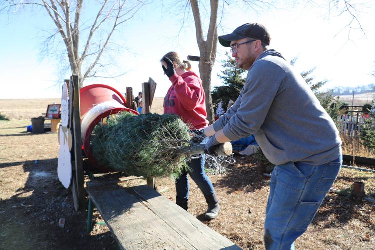 Perfect weather to select a Christmas tree | News | timescitizen.com