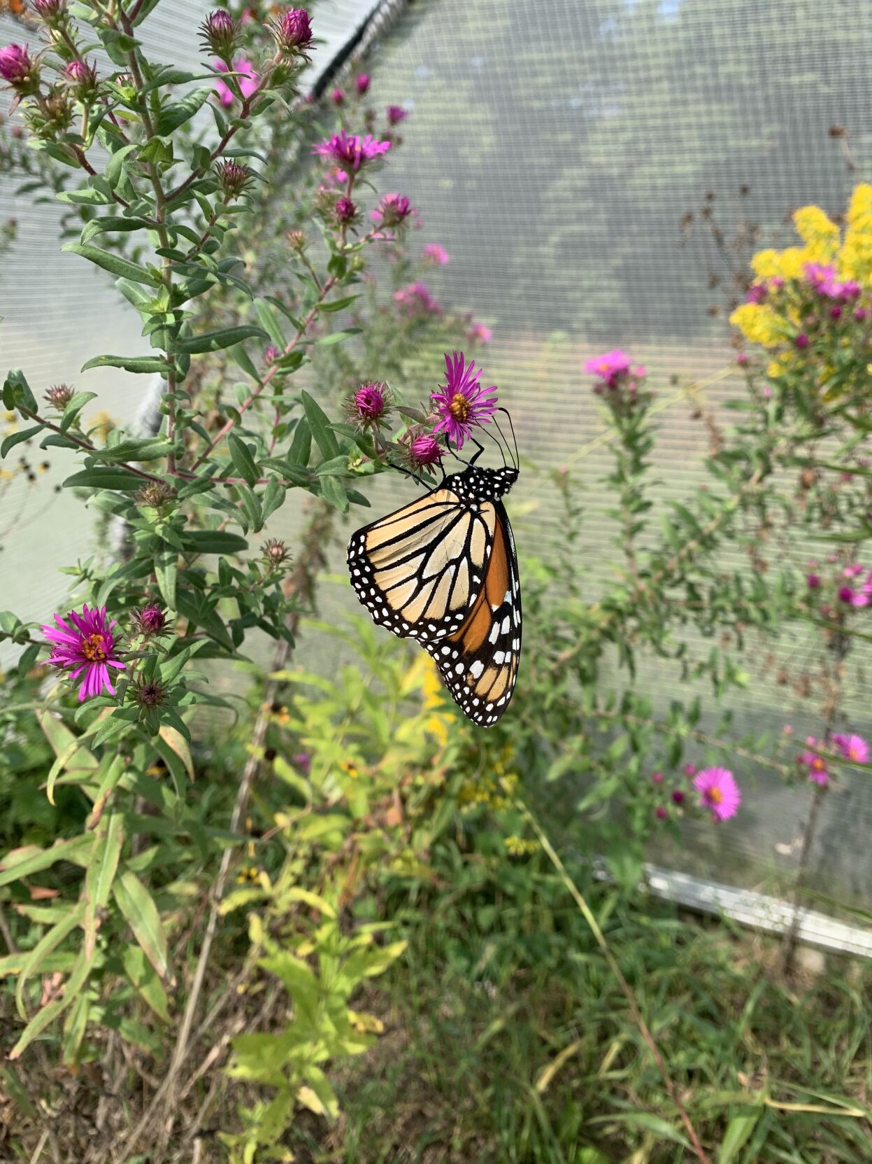 Monarch Butterfly Tagging at Calkins | News | timescitizen.com