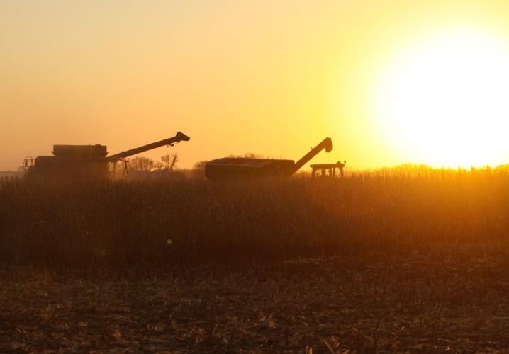 Friends gather to harvest corn, heal hearts | News | timescitizen.com
