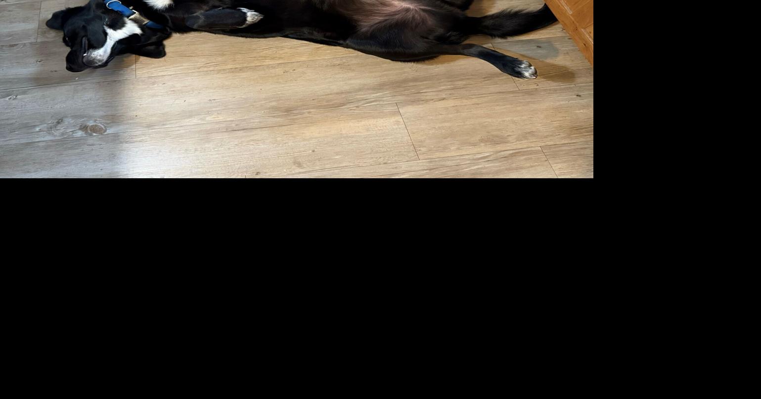 Loring-Jass: The dog days of Thanksgiving | Opinion | timescitizen.com