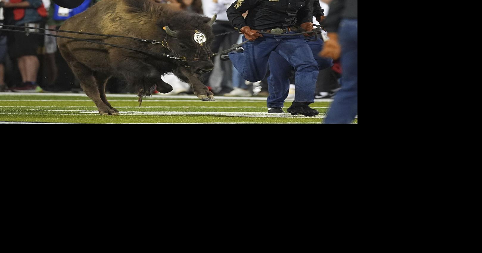New Colorado mascot picks up new nickname: 'Brandy' | | timesdaily.com