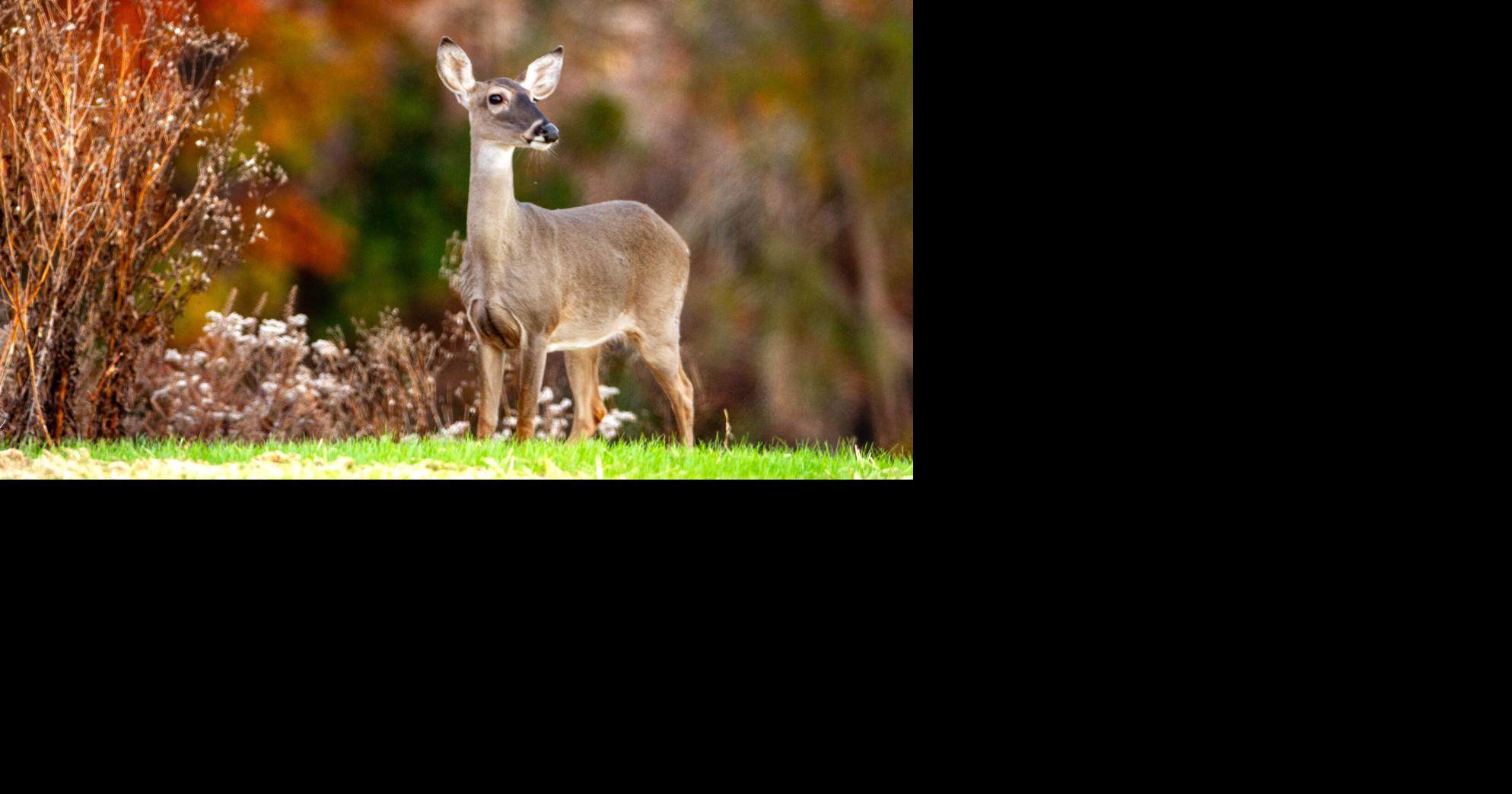 Deer take up residence in Kendale Gardens | Local News | timesdaily.com