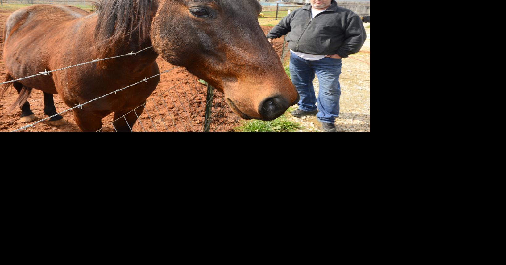 Catledge refuses to release horses for adoption | Local News ...