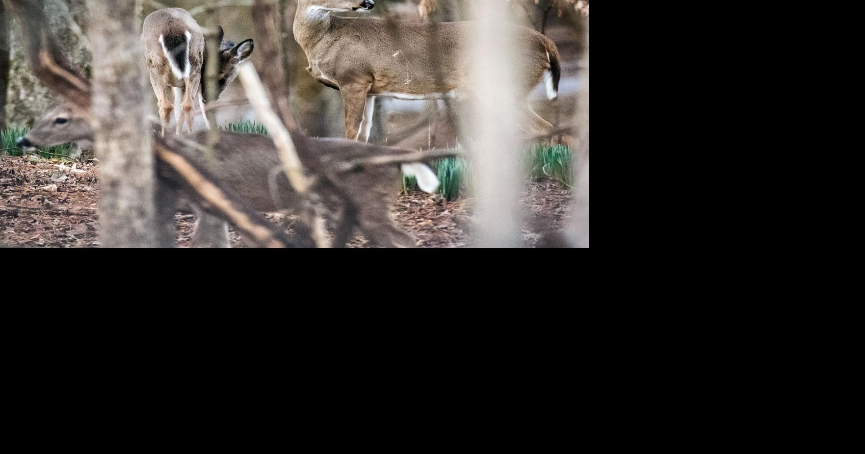 3rd case of Chronic Wasting Disease found in Lauderdale Co. | Local ...