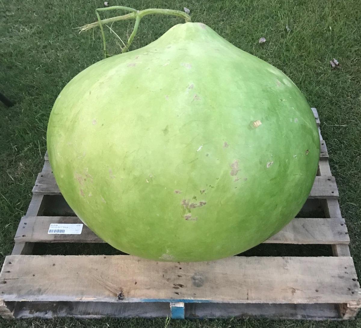 Franklin County family grows record-breaking watermelon, gourd | News ...