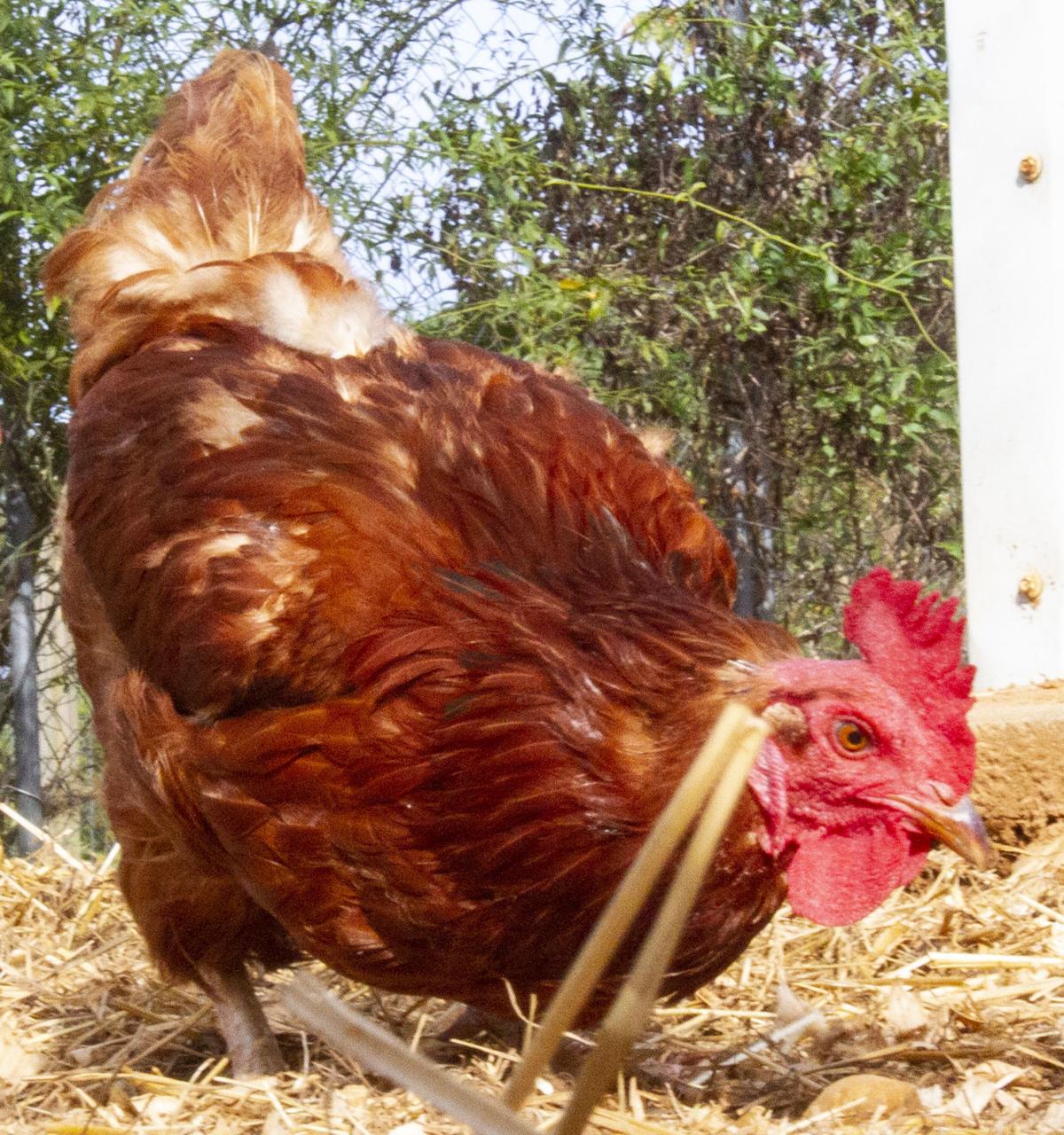 Local chickens inspire financial support for Safeplace | News ...