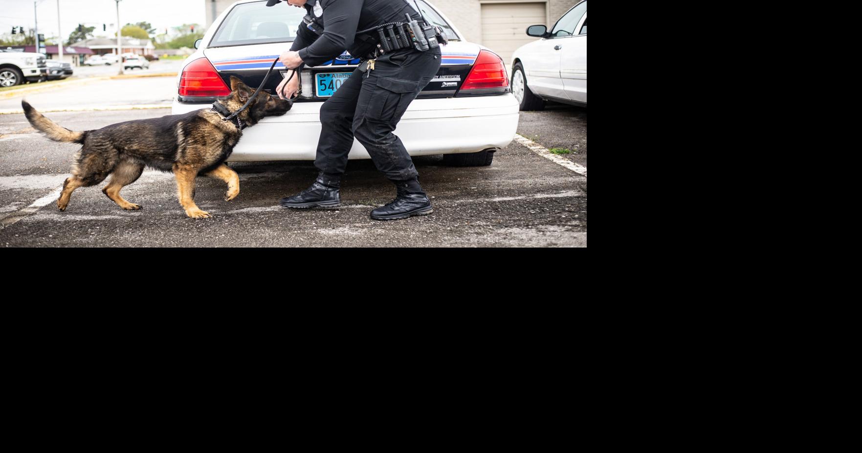 Bane, Muscle Shoals Police Department's new K9 | Gallery | timesdaily.com