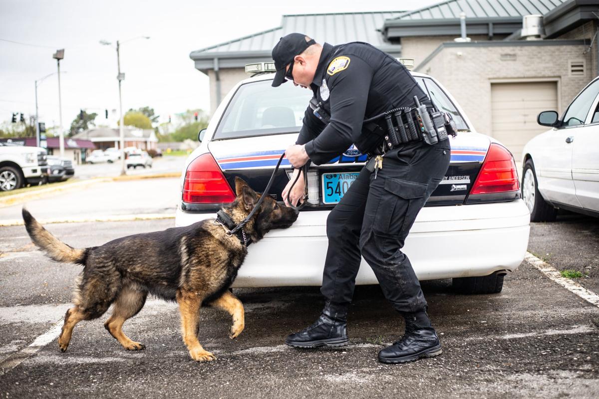 Bane, Muscle Shoals Police Department's new K9 | Gallery | timesdaily.com
