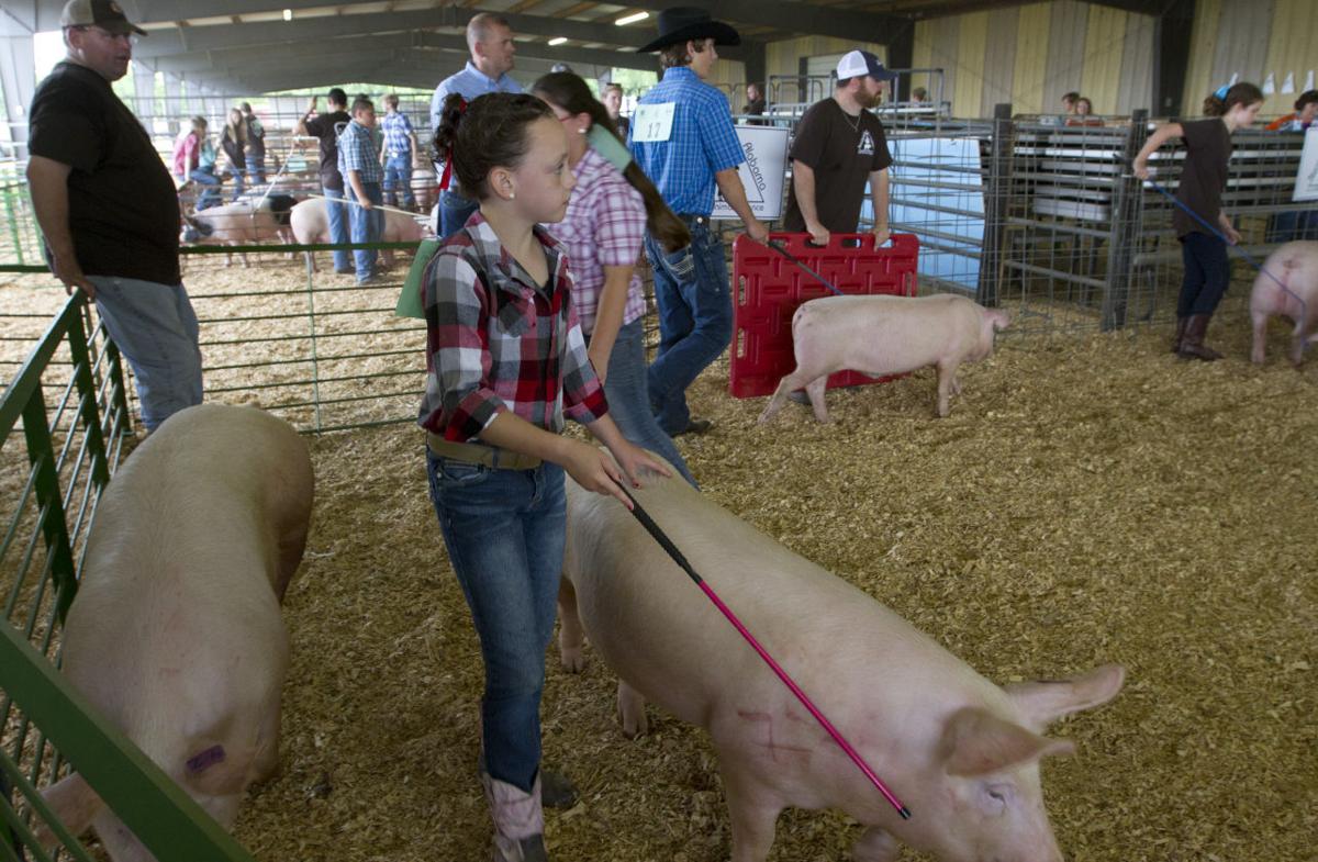 Pig Show | Gallery | timesdaily.com