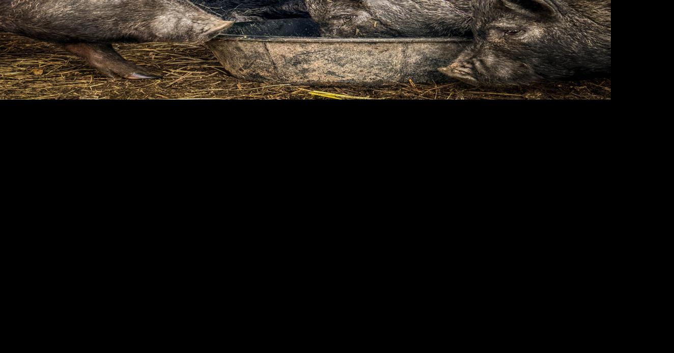 Animal Services looking to adopt out pigs | Local News | timesdaily.com