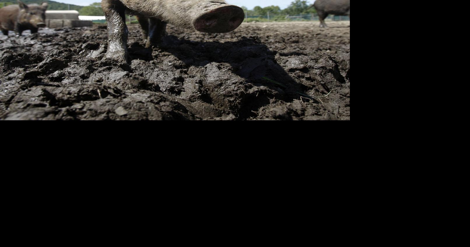 Wild hog poison field tests planned for Alabama | State | timesdaily.com