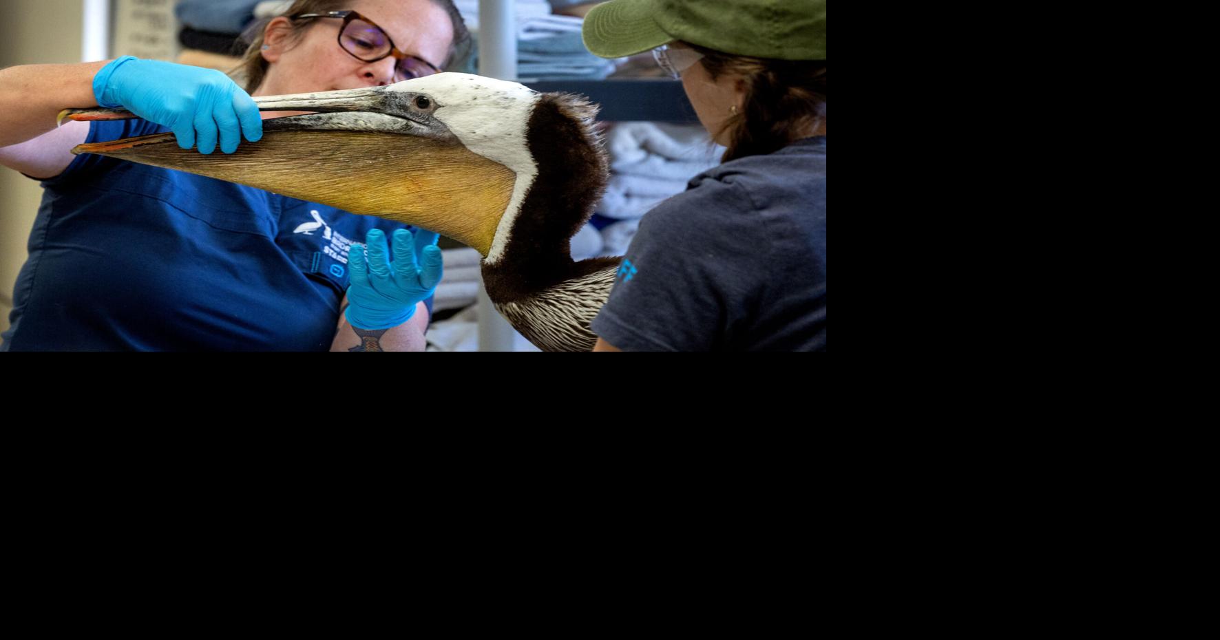 Pelicans are starving, we might know why | | timesdaily.com