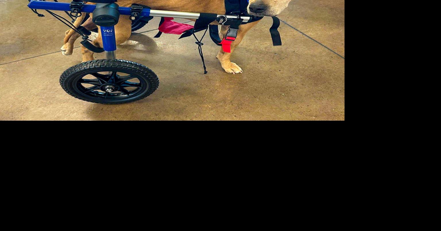Special needs dog gets new lease on life | Local News | timesdaily.com