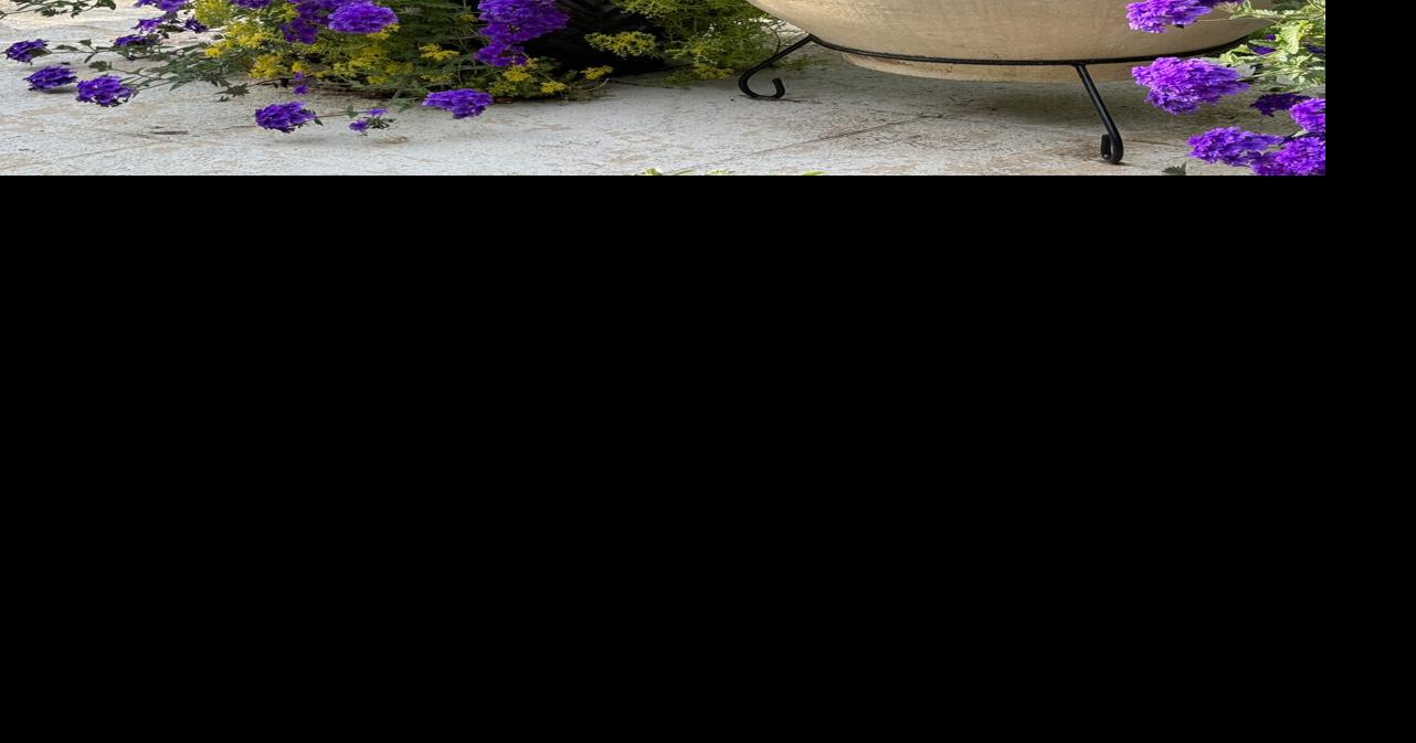 On Gardening: Cobalt verbena super from north to south | | timesdaily.com