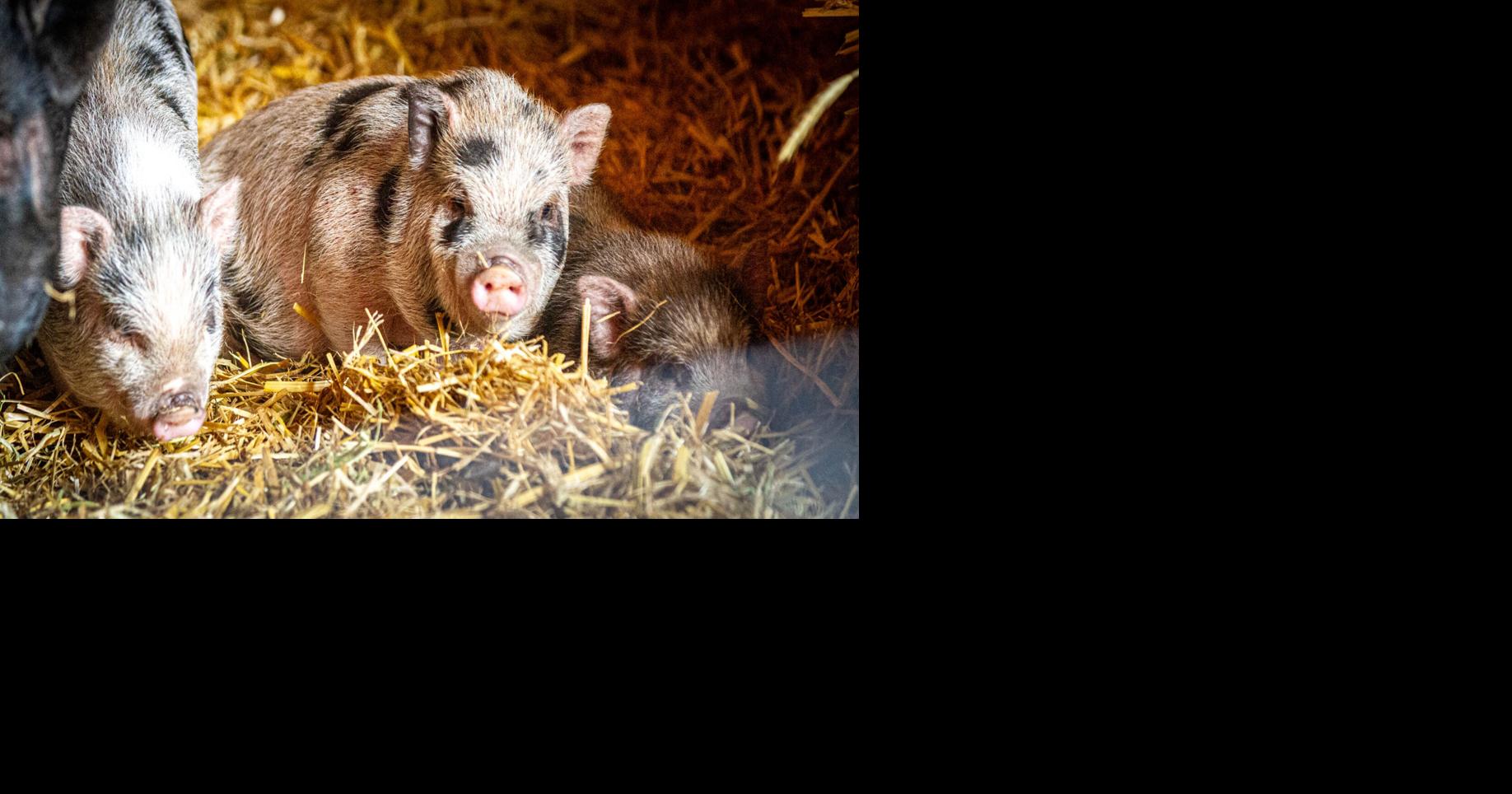 Animal Services looking to adopt out pigs | Local News | timesdaily.com