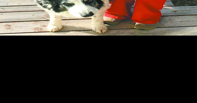 Study: dogs display jealousy; pet behaviorists not convinced | Life ...