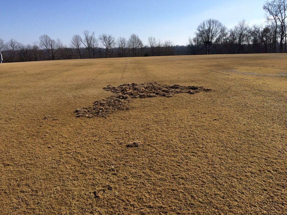 Feral hogs root up soccer field | Local News | timesdaily.com