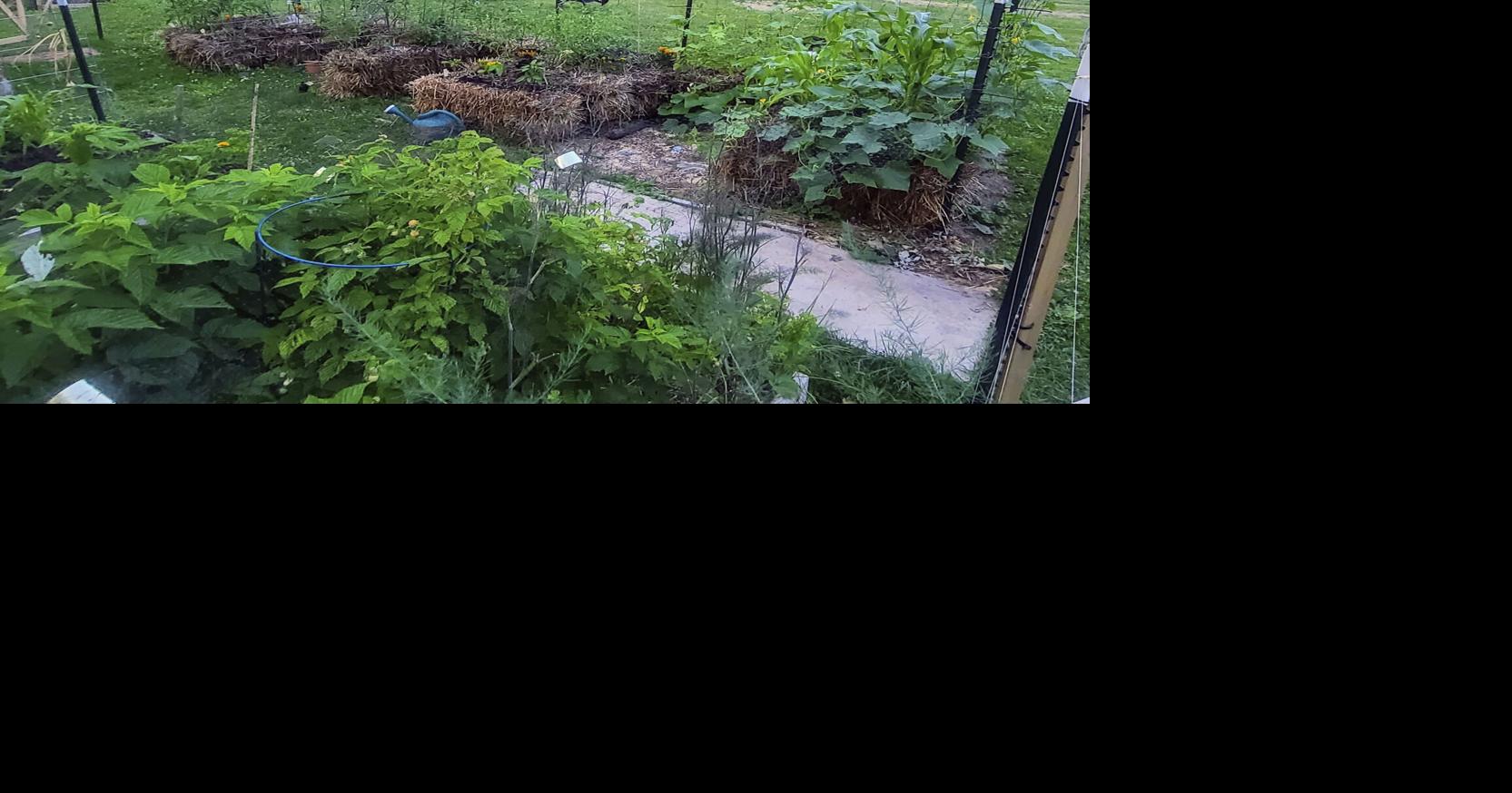 If your soil's no good or you don't have any, grow your garden plants ...