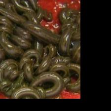 Leech Leads Australian Police to Robber | Archives | timesdaily.com