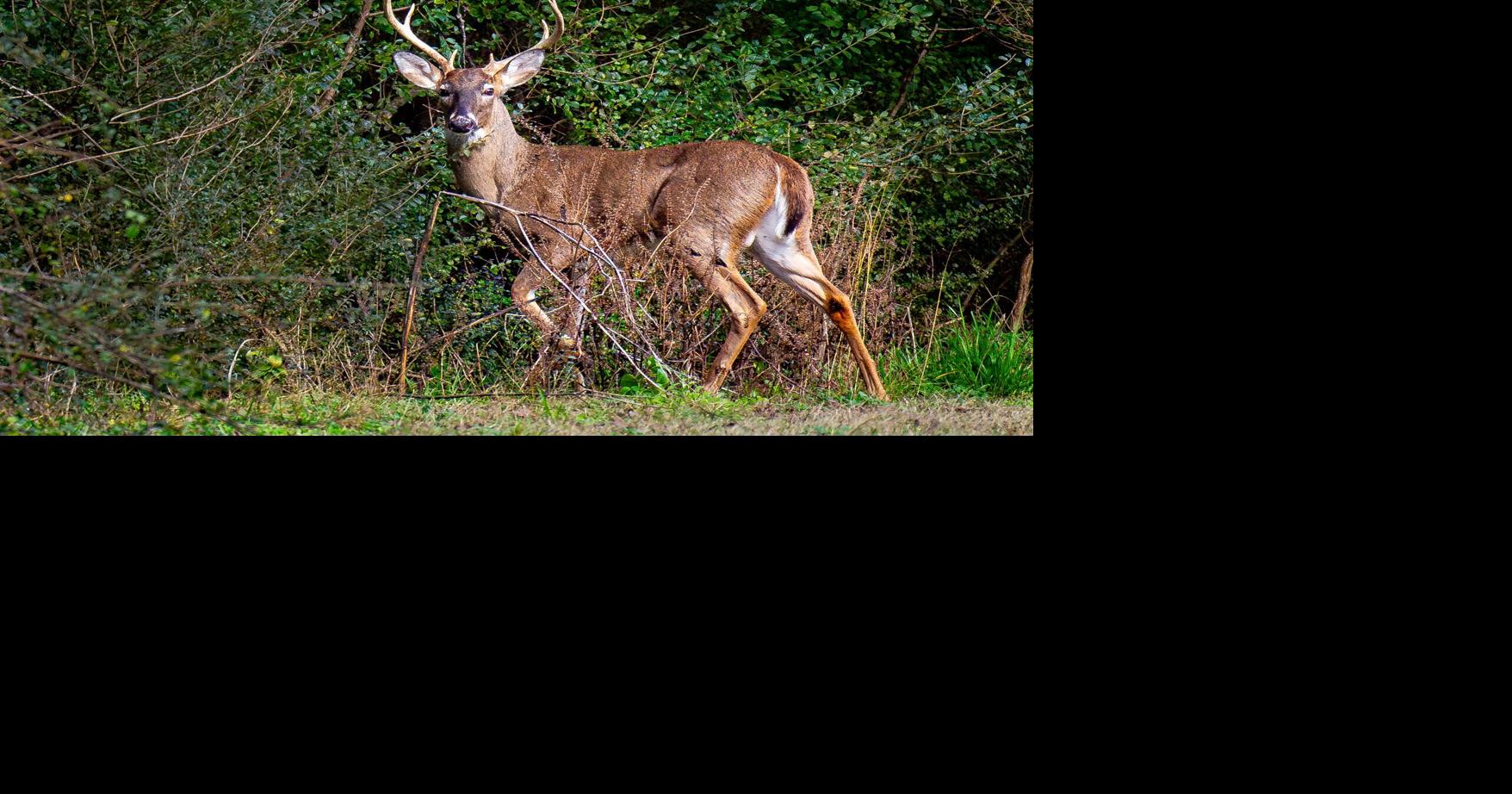 CWD cases almost double in Alabama | Local News | timesdaily.com
