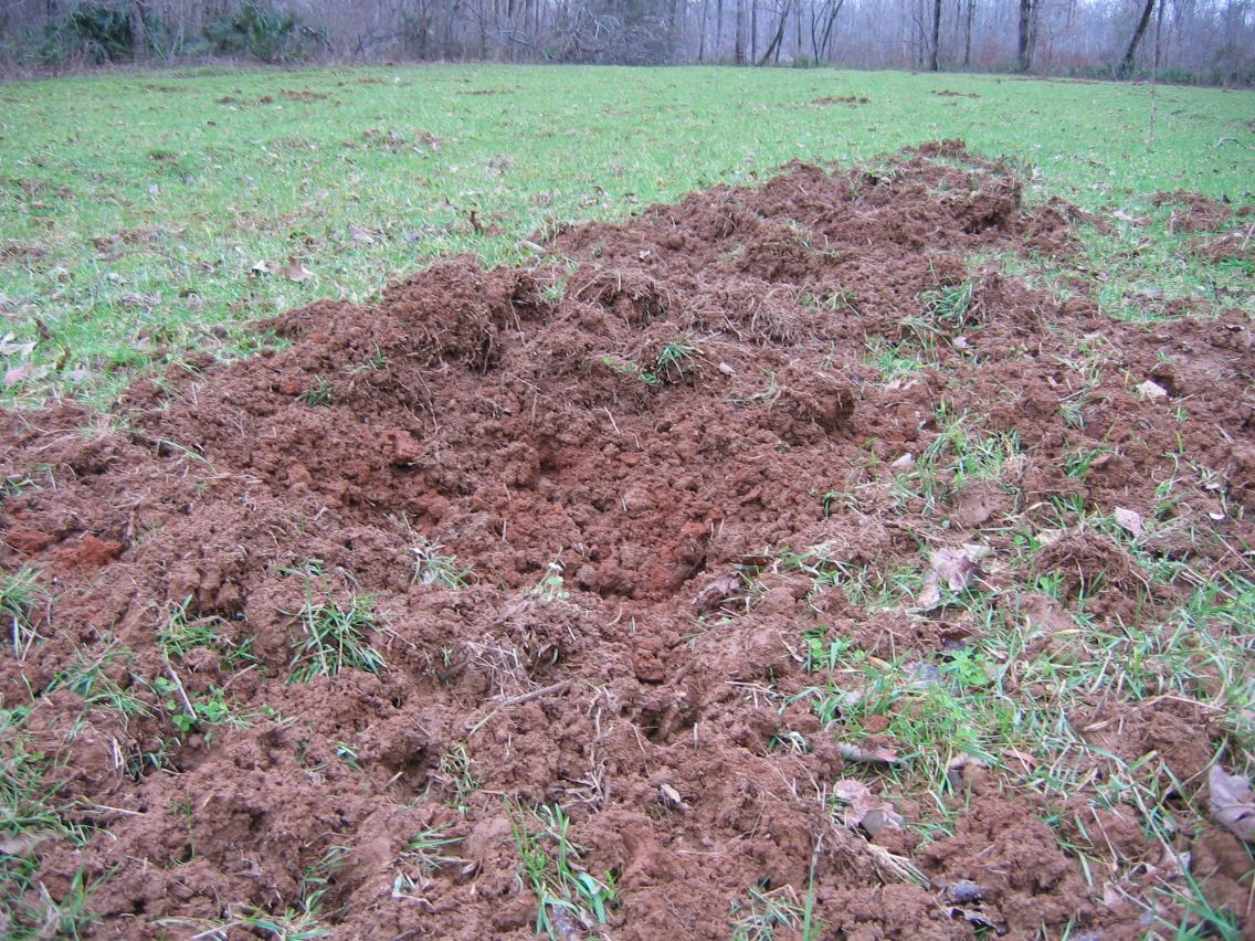 Feral pigs pose threat to parks, crops | Local News | timesdaily.com