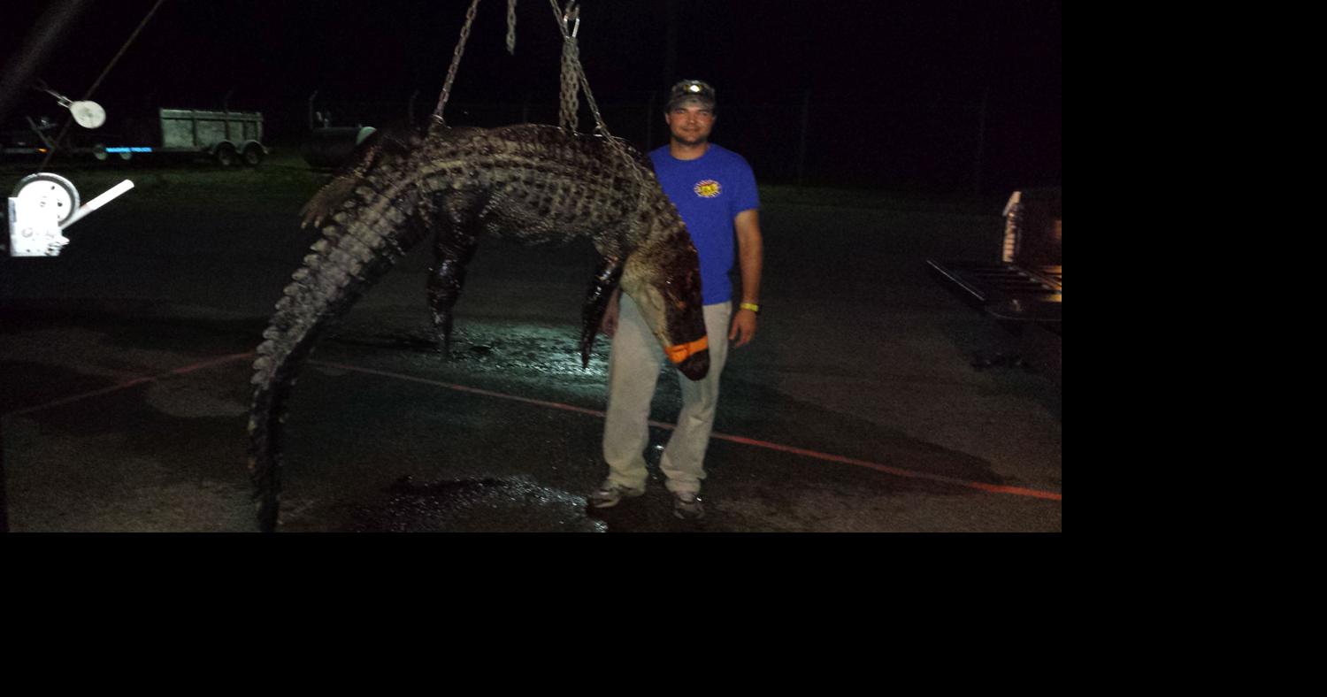 Local man helps snare 359-pound alligator | News | timesdaily.com