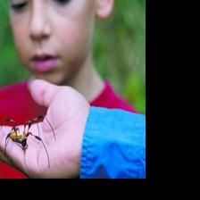 Naturally spooky: Bats, spiders and catacombs | Archives | timesdaily.com