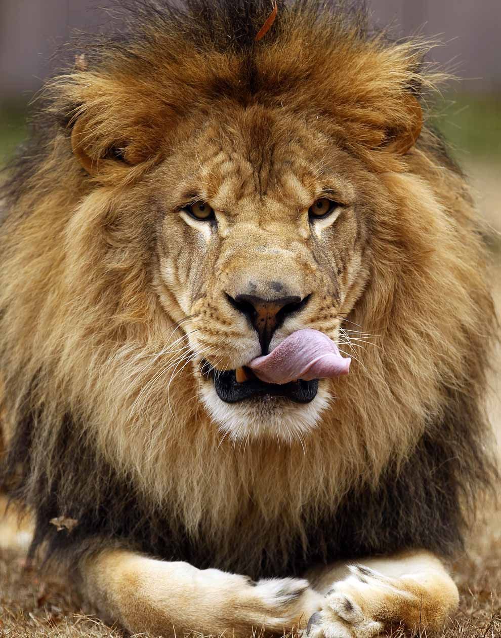 Vet duo care for Leo and Una | Local News | timesdaily.com