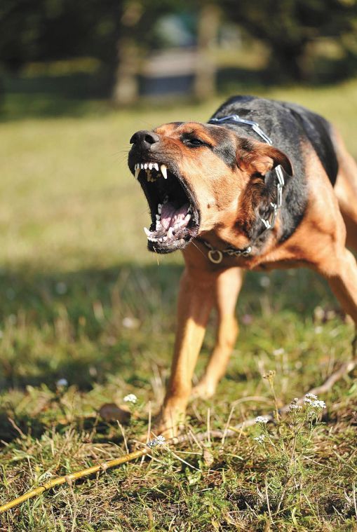 Loose dogs a danger to residents across the area | News | timesdaily.com