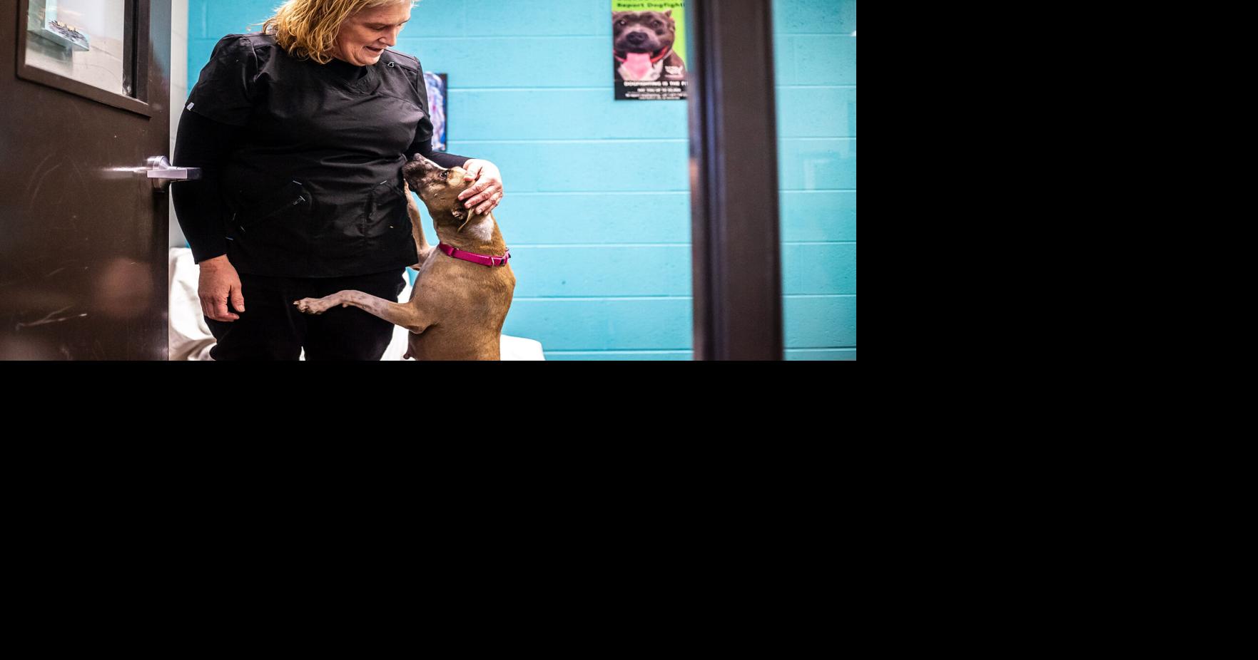 Animal services takes ownership of 66 dogs in animal cruelty case ...