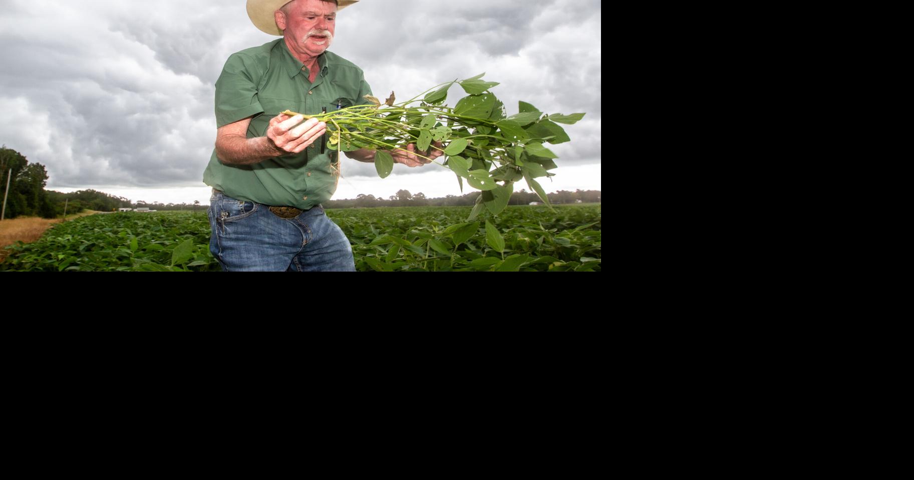 Crops look good, but more rain wanted | Local News | timesdaily.com