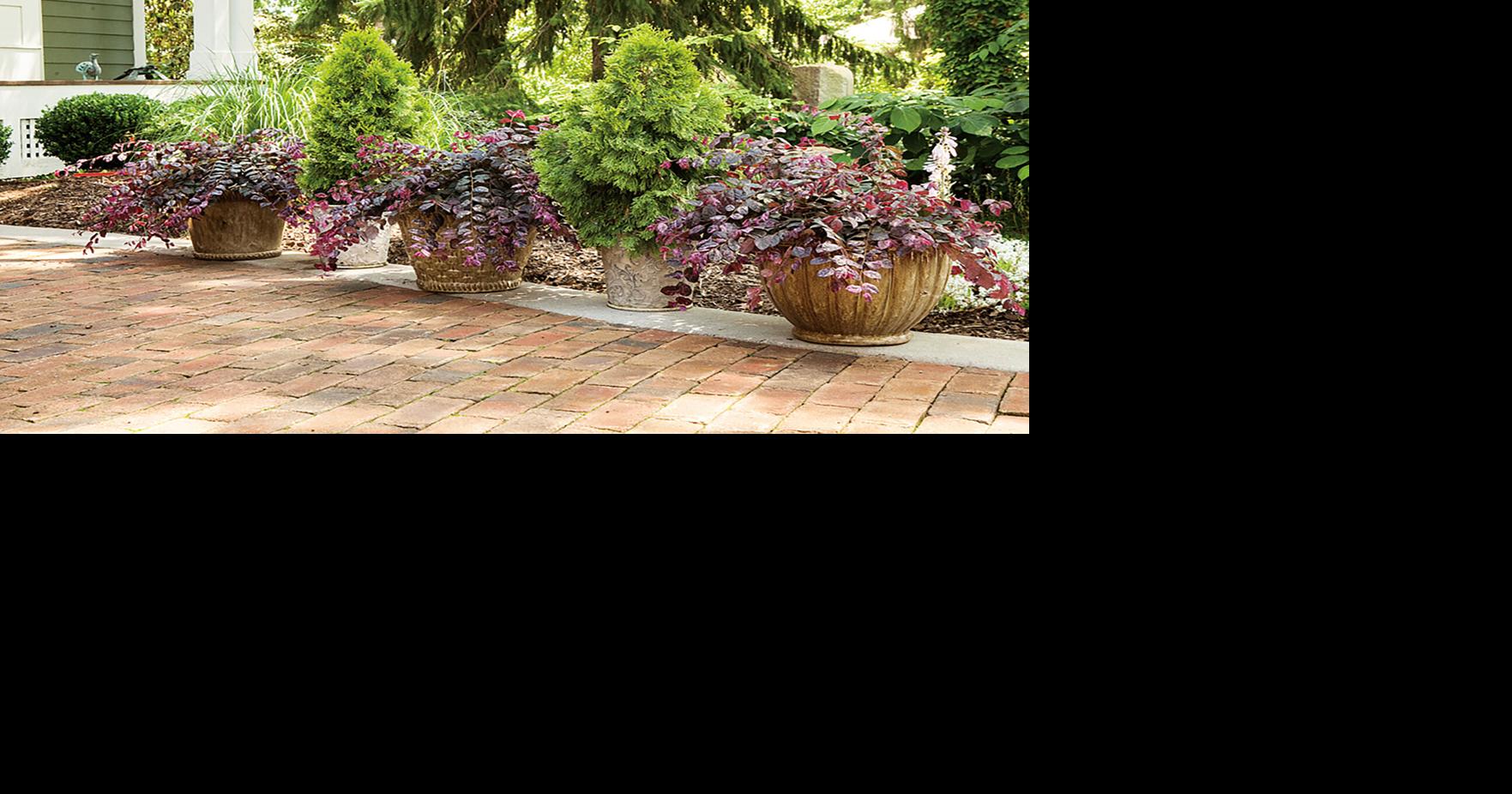 ON GARDENING: Jazz Hands Variegated named the ‘Heat Loving Shrub of the ...